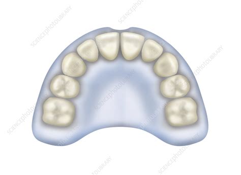 Upper Jaw Denture Illustration Stock Image C0611851 Science