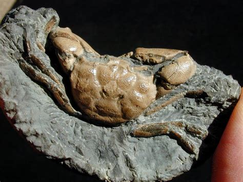 orbitoplax stephonsoni fossil crab