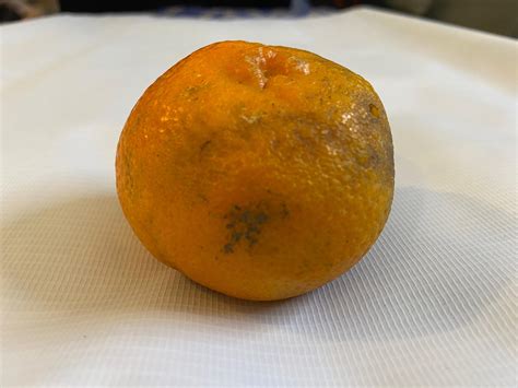 Fruit Classification Object Detection Dataset And Pre Trained Model By Intellicart