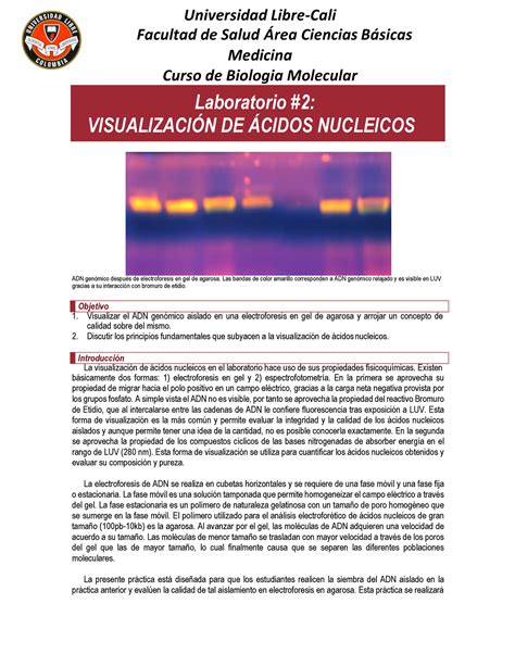 Laboratorio 2 Electroforesis De Adn Adn Genómico Después De