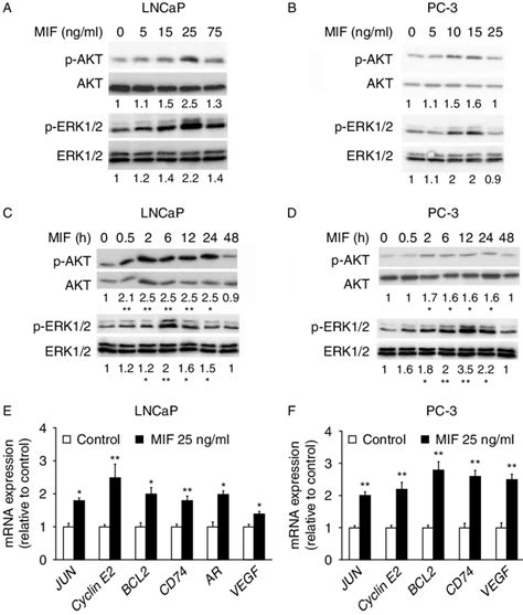 Recombinant Mif Activated The Akt And Erk1 2 Signalling Pathways And