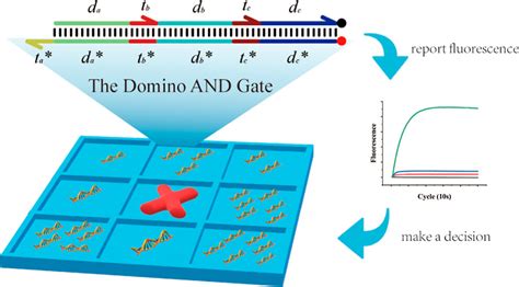 logic gates synthetic biology at george hodge blog
