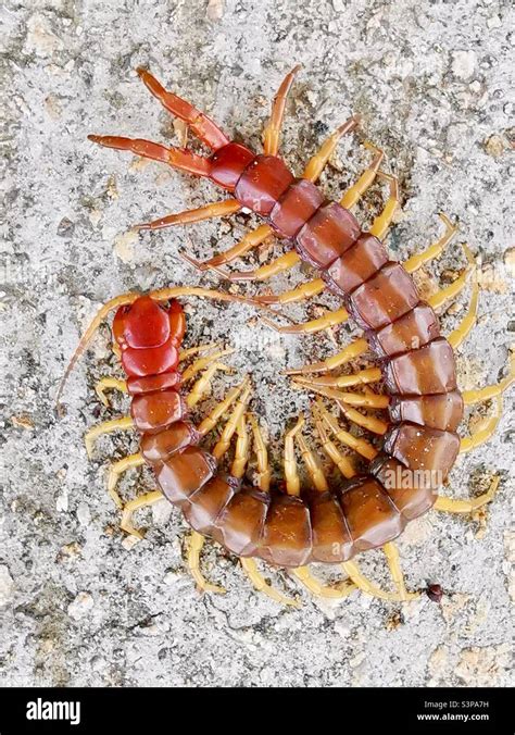 Giant Centipede Head