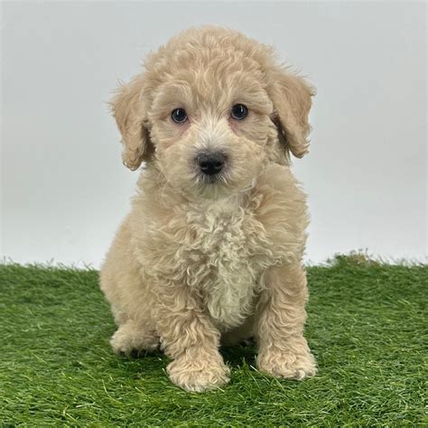 Bichapoo Puppies For Sale Meridian