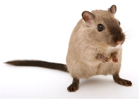Do Gerbils Have Tails About Gerbils Gerbils Guide Omlet Uk