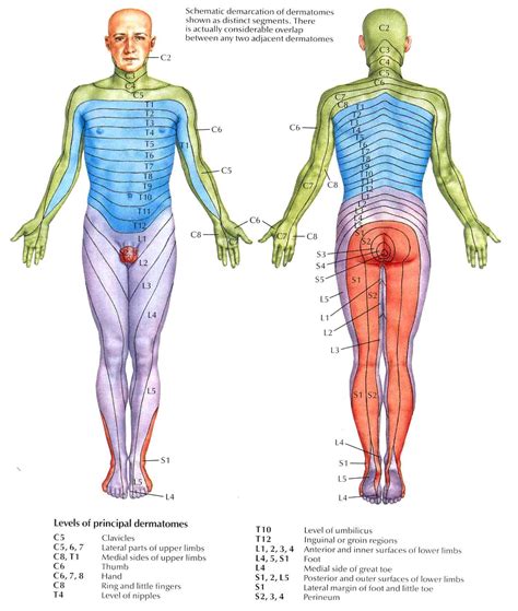 Dermatome피부분절을 믿어야할까 네이버 블로그
