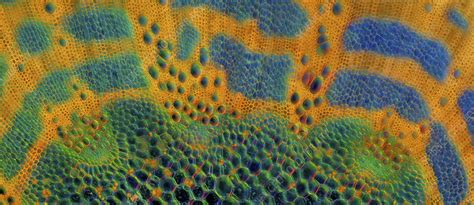 Nettle Stalk Light Micrograph Stock Image C057 6425 Science Photo Library