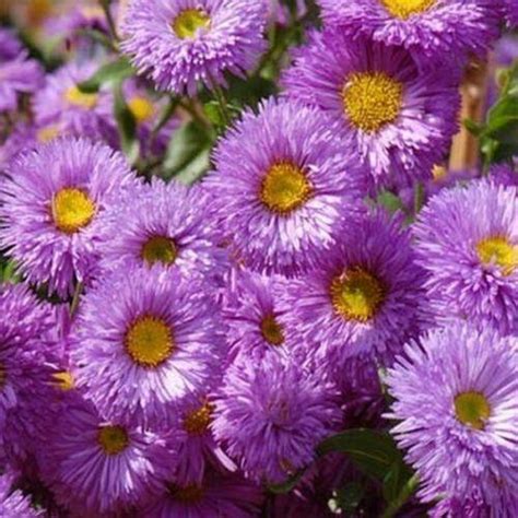 40 Erigeron Speciosus Azure Fairy Seeds Seed World