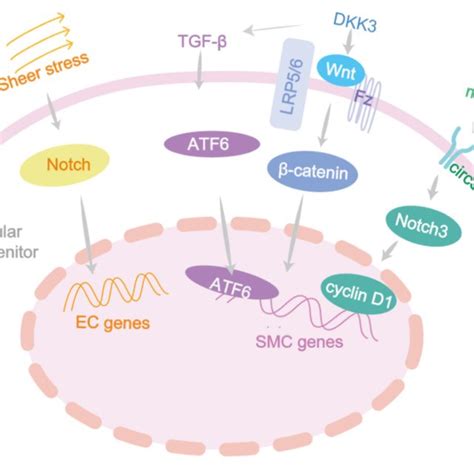 The Differentiation Signaling Pathway Of Vascular Progenitor Cells