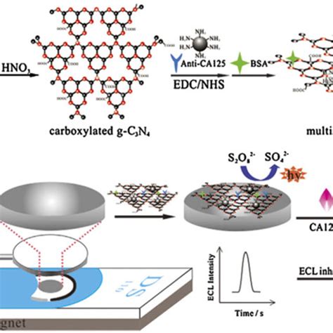 Schematic Illustration Of The Assay For The Detection Of Biomolecules Download Scientific