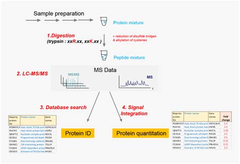 Pipeline Proteomics Lc Ms Proteomics Hd Png Download Kindpng