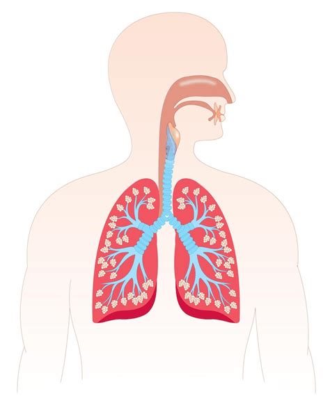 Respiratory System Without Labels Images Free Download On Freepik