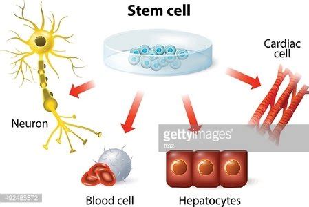 Stem Cell Application Stock Clipart Royalty Free FreeImages