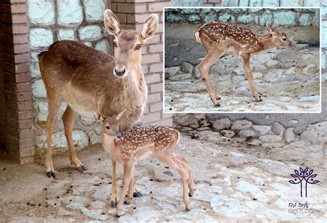 میهمانان تازه وارد باغ وحش ارم سبز مجتمع ورزشی تفریحی ارم سبز