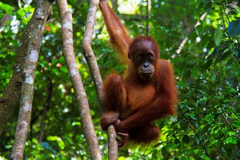 Comprehensive Overview Of Sumatran Wildlife