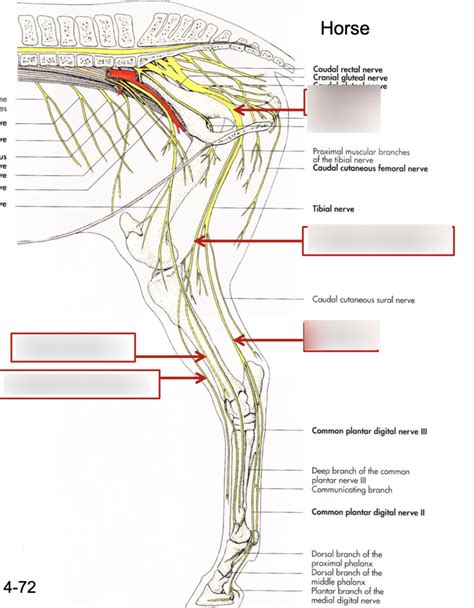Sciatic Nerve Branches Diagram Quizlet