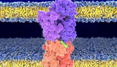 Beta 2 Microglobulin Overview Purpose And Procedure Livlong