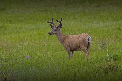 Mule Deer With Velvet Antlers No 1097 Photograph By Randall Nyhof