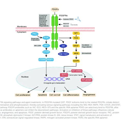 Nih Fletcher Criteria For Gist Risk Assessment Download Table