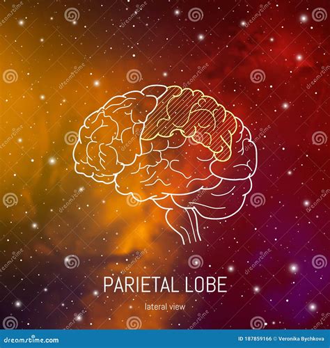 Brain Structure Cerebral Cortex And Lateral View Of Parietal Lobe