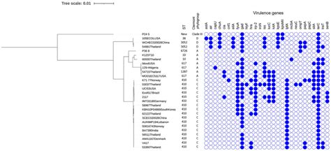 Phylogenetic Tree Based On Single Nucleotide Polymorphisms Snp Using Download Scientific