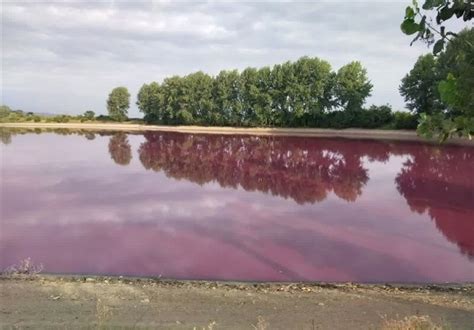 عکس رنگ آب یک آب‌ بندان ‌در بابل صورتی شد واکنش اداره محیط زیست