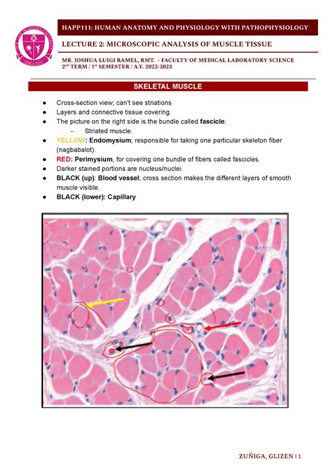 Lecture 2 Microscopic Analysis Of Muscle Tissue Lecture 2 Microscopic Analysis Of Muscle
