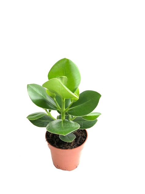 Klusia Princess P12