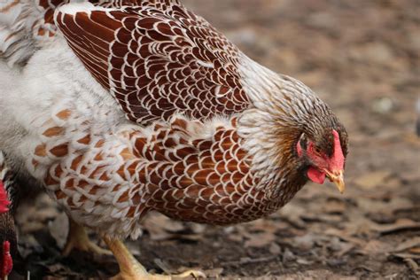 Blue Laced Red Wyandotte Fertile Hatching Eggs 12 Eggs