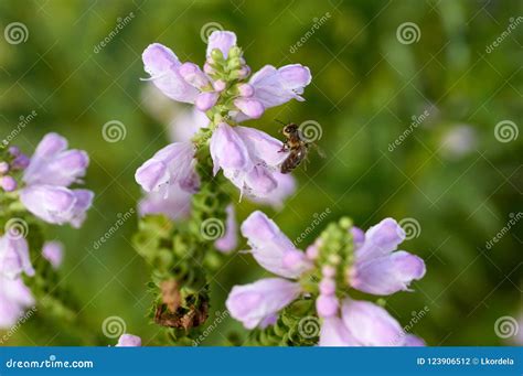 Пчела на цветке в саде стоковое фото изображение насчитывающей нектар 123906512