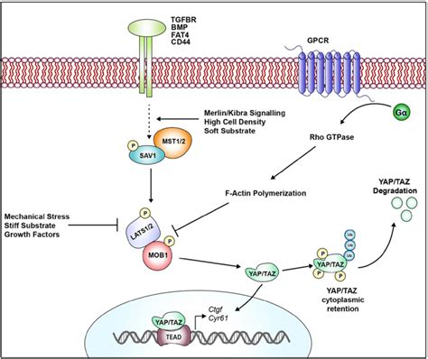 The Hippo Signaling Pathway Mst1 2 Kinase Hippo In Drosophila Forms