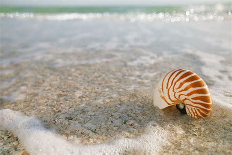 앵무조개 섈 바다빛 흔들다 플로리다 해변 태양 아래에서 0명에 대한 스톡 사진 및 기타 이미지 0명 관광 리조트 껍데기