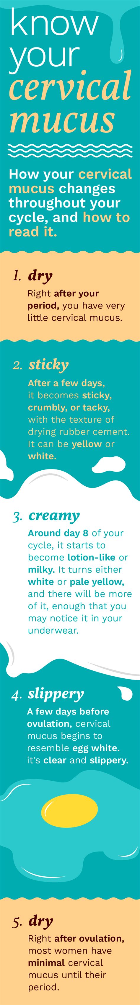 Cervical Mucus Cycle Fertility Chart Cervical Mucus Chart Uterine My