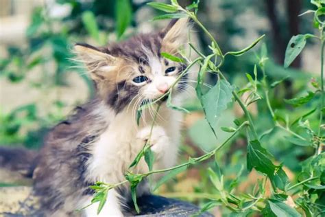 Does Catnip Calm Cats What You Need To Know About Catnip Mymoggy