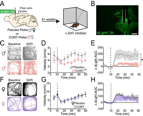 Effects Of Stress On Dopamine Circuit Structure And Function Lerner