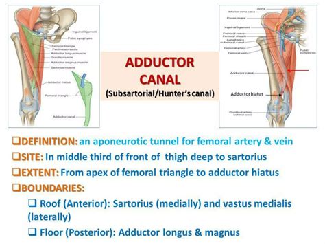 Adductor Canal Boundaries