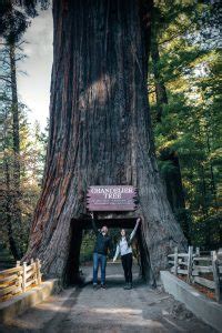 TREE TUNNELS YOU CAN WALK OR DRIVE THROUGH IN CALIFORNIA Smilkos Lens
