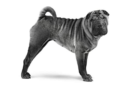Shar Pei Characteristics Health Nutrition Royal Canin Singapore
