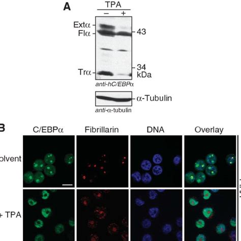Nucleolar Localization Of The Extended Cebpα Isoform A Subcellular