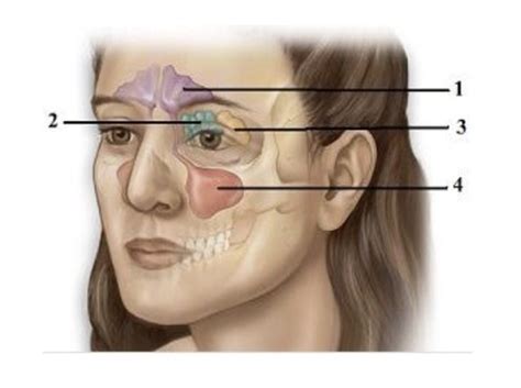 Bio 228 Lecture Exam Models Flashcards Quizlet