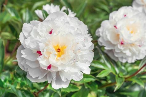 Every Peony Flower Color Detailed With Photos And Popular Types