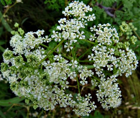 Conium Maculatum Poison Hemlock Fsus