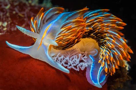 Nudibranch