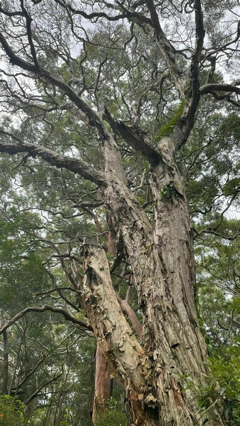 Redhead Lagoon Trail New South Wales Australia Alltrails