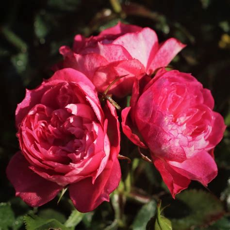 Blush Pixie Uk Potted Rose Colin Gregory Roses Ltd