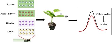 Molecularly Imprinted Polymer‐based Electrochemical Sensor For In Situ Detection Of Free Proline