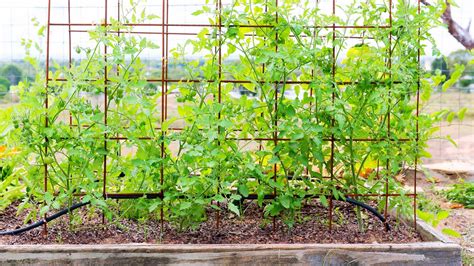 How To Grow Tomatoes In A Garden Bed At Carolann Ness Blog