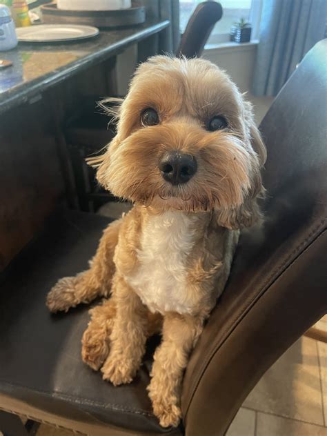 Amber The Cockapoo Silverbell Doodles