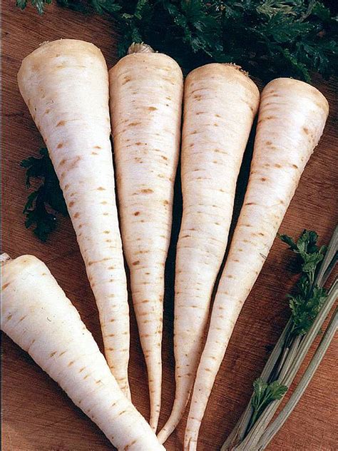 Петрушка корневая (Petroselinum Crispum Tuberosum)