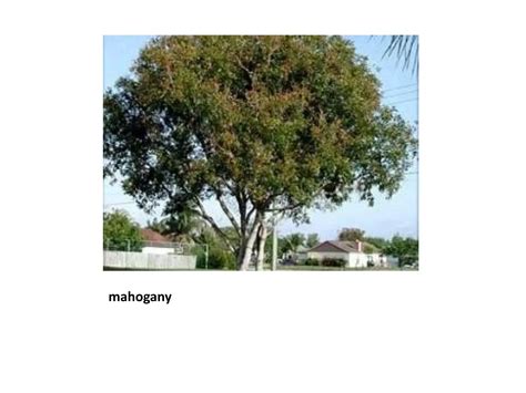 Division Anthophyta Ppt